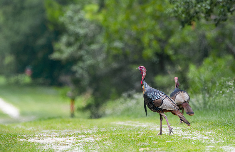 Florida Osceola Turkey Hunts | Brian Sawyer | Call 863-712-5555
